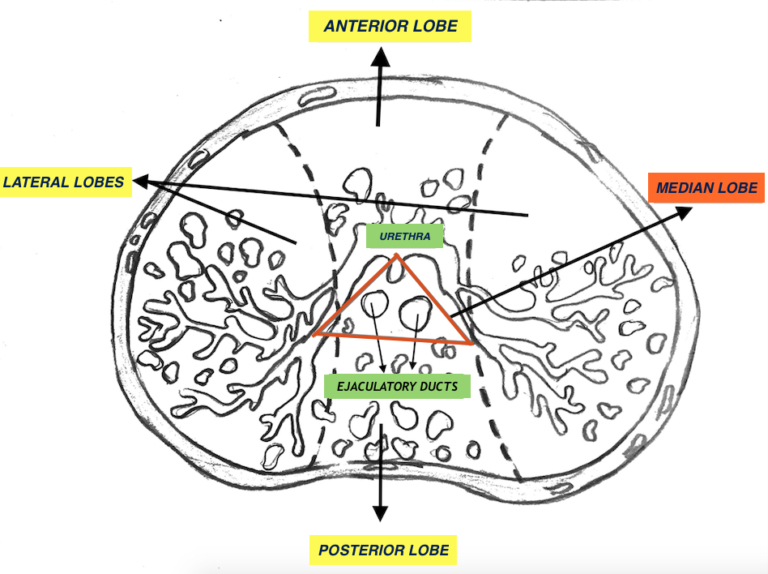 About Urinary & Reproductive System - Manila Genitourinary Clinic