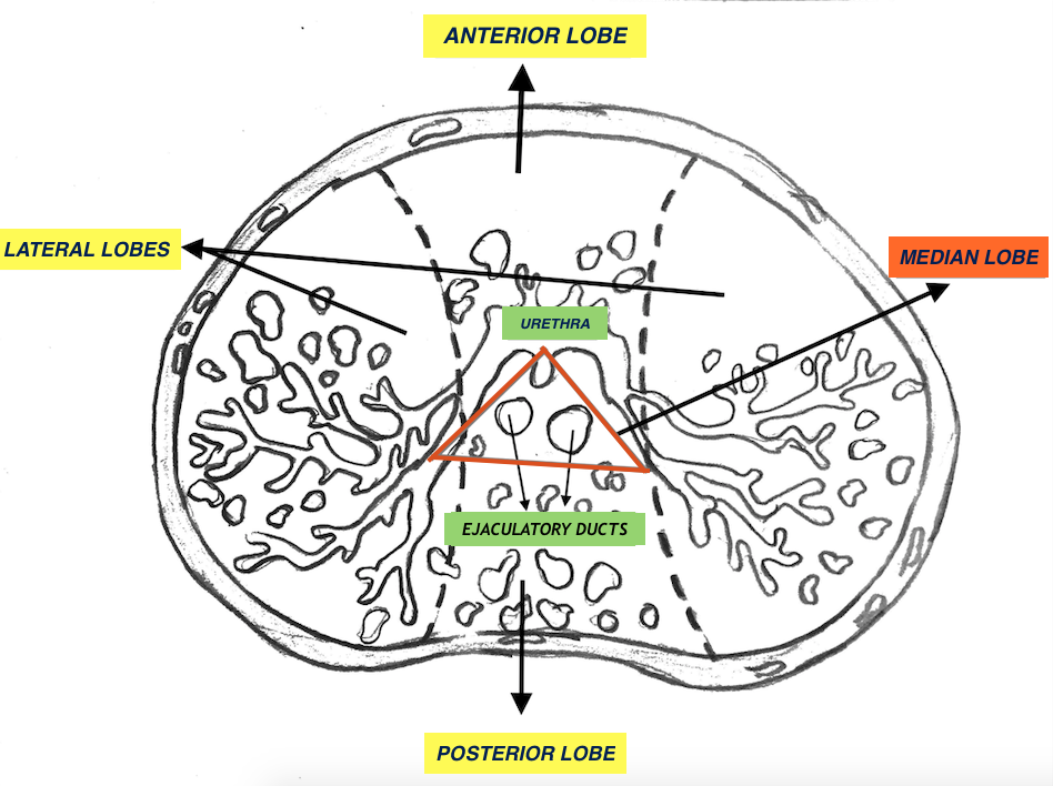 About Urinary & Reproductive System - Manila Genitourinary Clinic