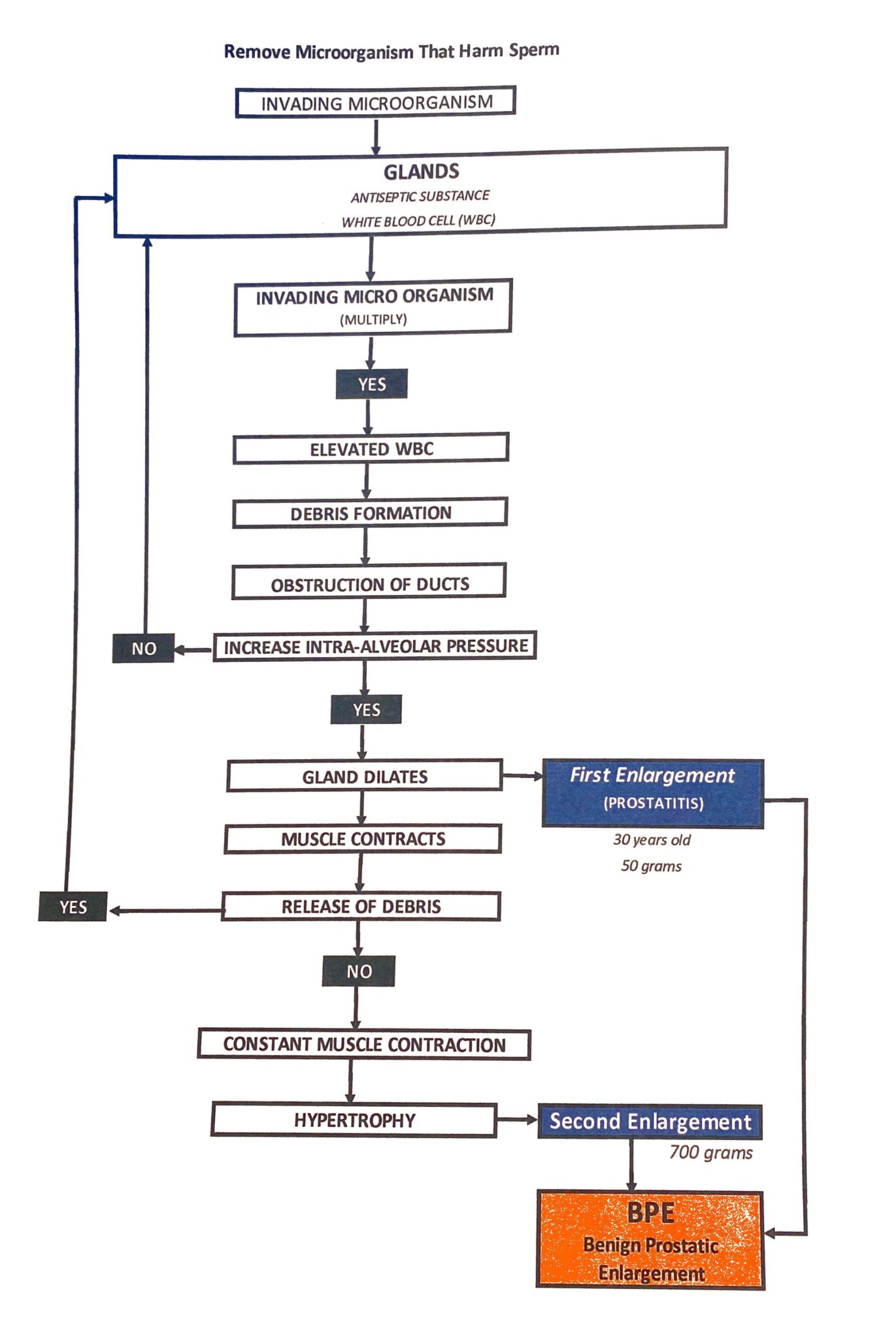 About Urinary & Reproductive System - Manila Genitourinary Clinic